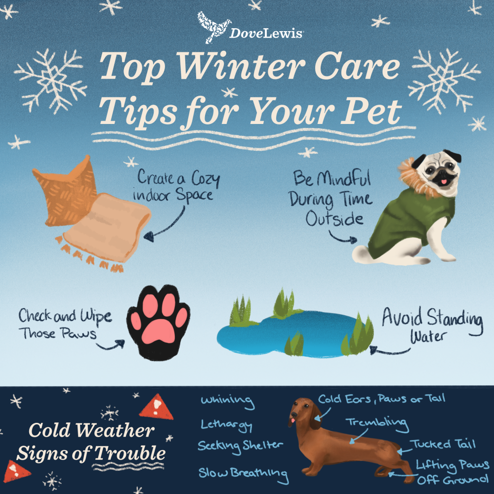 Top Winter Care Tips for Your Pets | DoveLewis